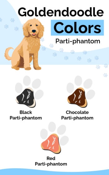 22 Goldendoodle Colors & Patterns (With Pictures) | Hepper Pet Resources
