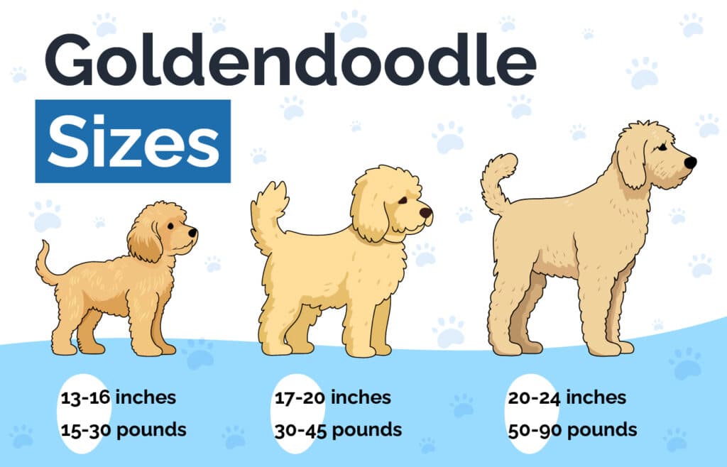 22 Goldendoodle Colors & Patterns (With Pictures) | Hepper Pet Resources