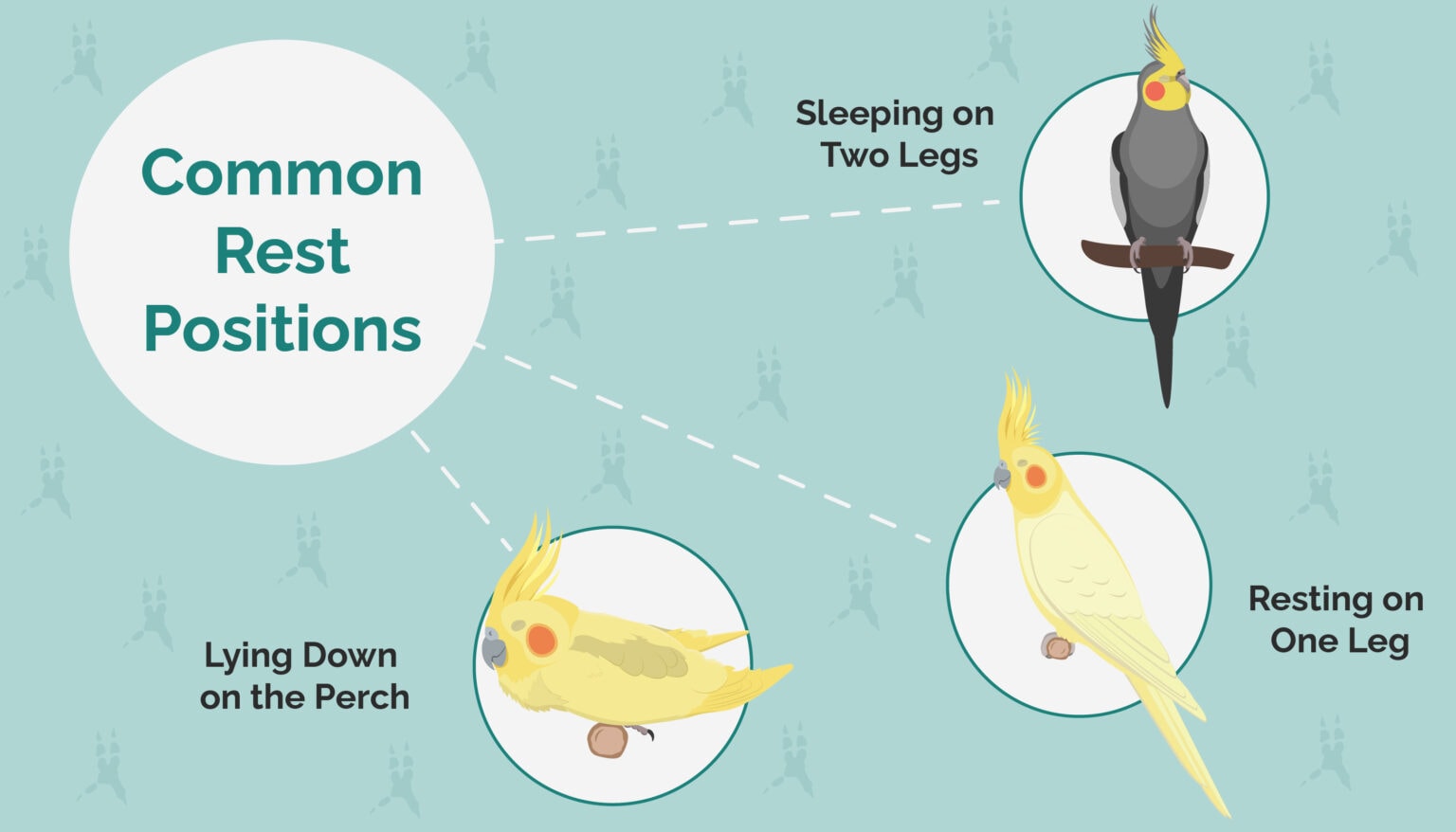 How Do Cockatiels Sleep? Our Vet Answers & Explains Resting Positions ...