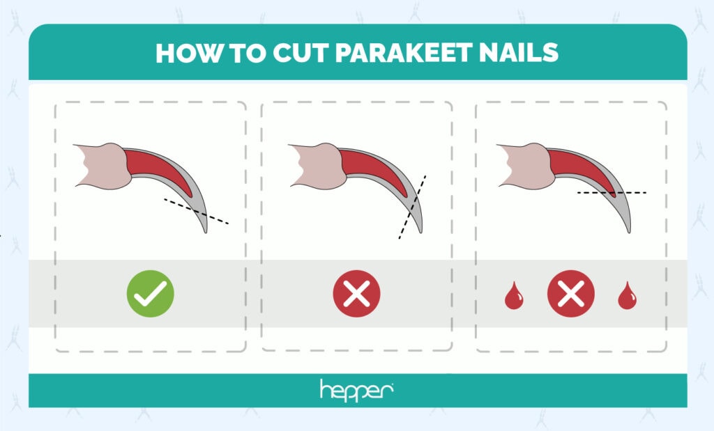How to Trim Parakeet Nails: 9 Vet-Approved Tips & Tricks | Hepper Pet ...