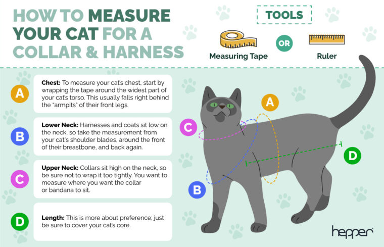 How to Measure Your Cat for a Harness: Vet-Approved Tips & Tricks ...