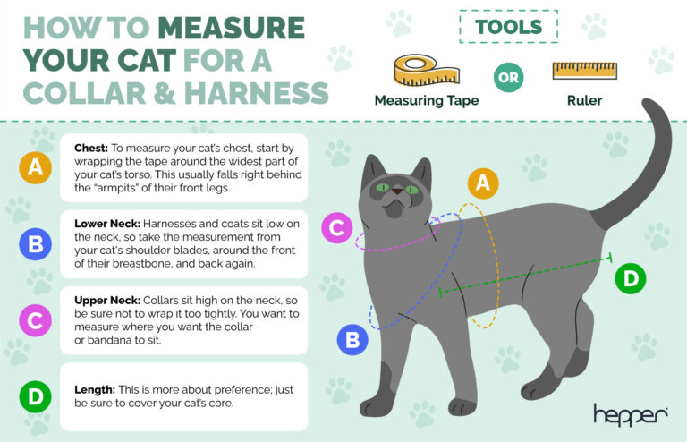 How to Measure Your Cat for a Harness: Vet-Approved Tips & Tricks ...