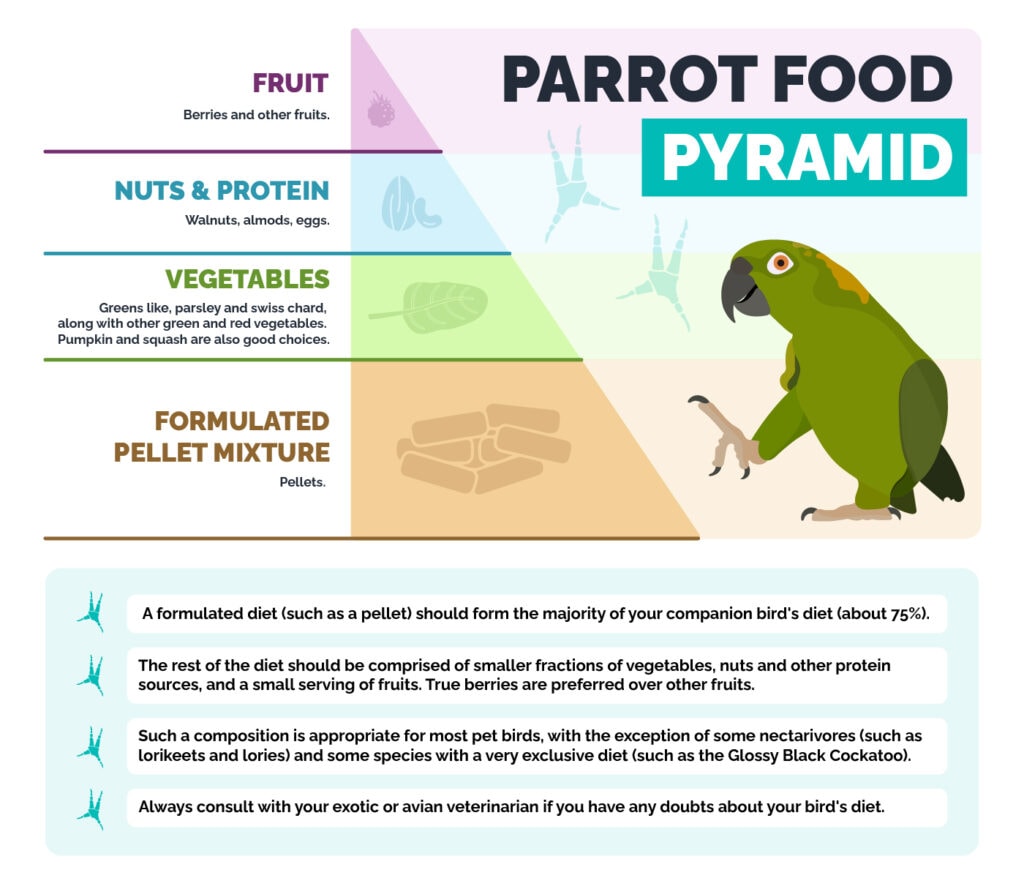 Are Parrots Herbivores, Omnivores or Carnivores? Vet-Approved Facts ...