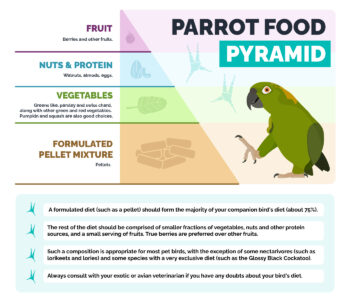 How to Take Care of a Parrot: 12 Vet-Approved Tips | Hepper Pet Resources