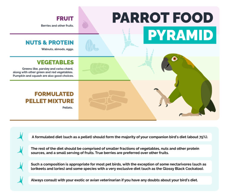 How to Take Care of a Parrot: 12 Vet-Approved Tips | Hepper Pet Resources