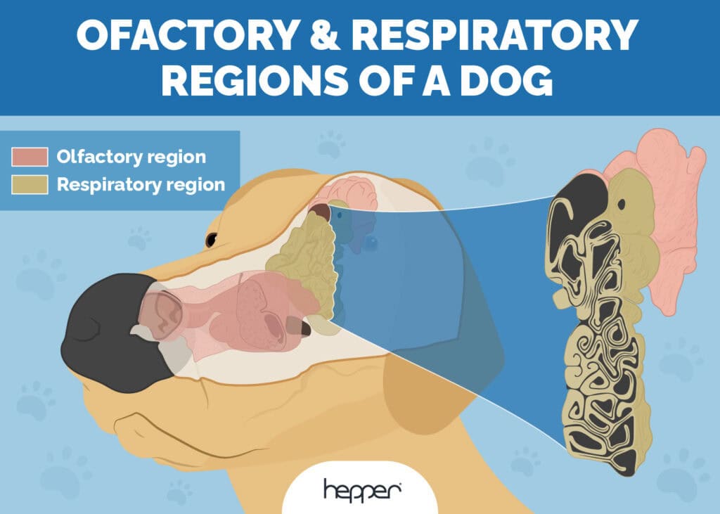 Can Dogs Smell Sickness in Humans? What Science Says | Hepper Pet Resources