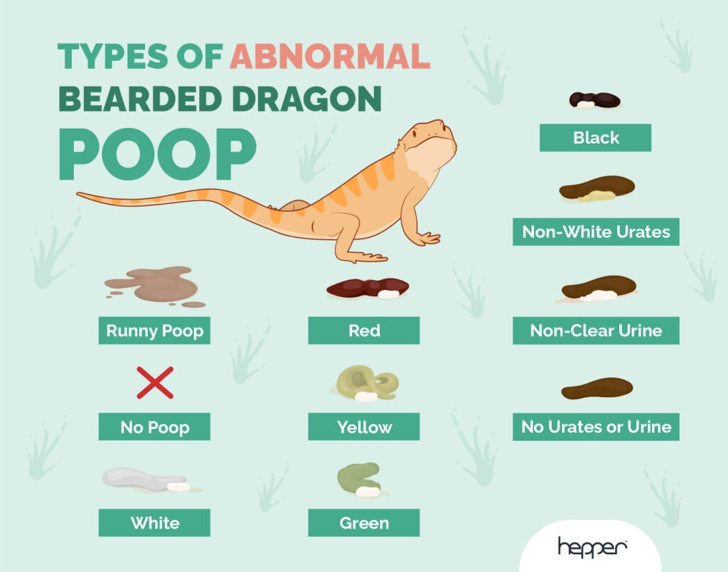 What Does Bearded Dragon Poop Look Like? Vet-Approved Facts | Hepper Pet Resources