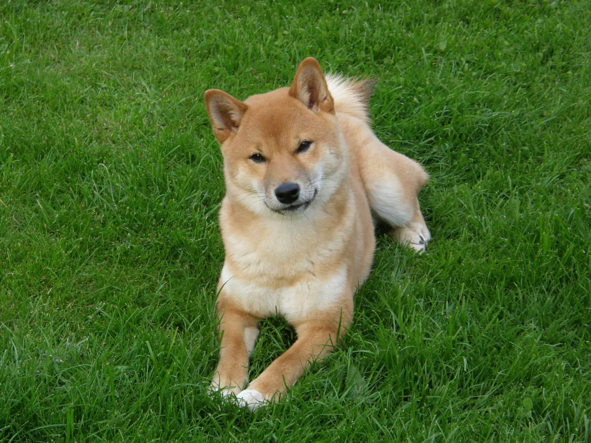 6 Japanese Dog Breeds Native to the Islands (With Info & Pictures ...