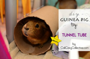 13 DIY Guinea Pig Hideout Ideas (With Pictures) | Hepper Pet Resources