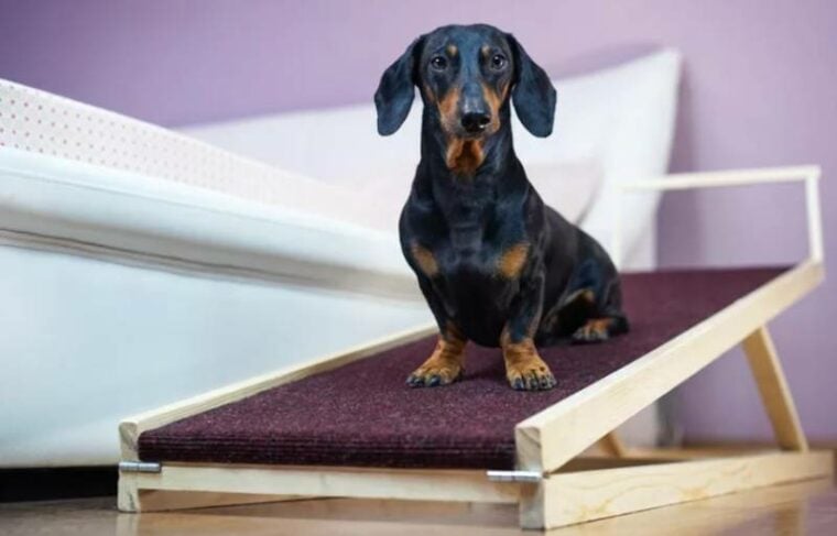 14 DIY Dog Ramp Plans You Can Build Today (With Pictures) | Hepper Pet ...