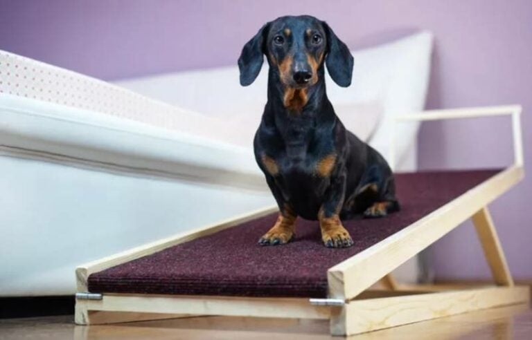14 DIY Dog Ramp Plans You Can Build Today (With Pictures) | Hepper Pet ...