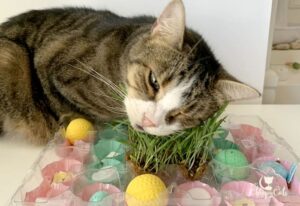 15 DIY Cat Toys You Can Make Today (With Pictures) | Hepper Pet Resources