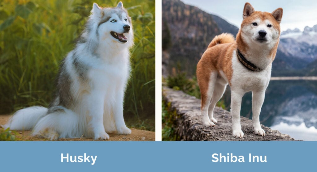 Husky vs Shiba Inu: The Main Differences (With Pictures) | Hepper Pet ...