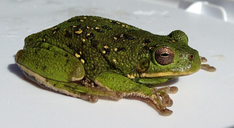 16 Types of Tree Frogs (With Pictures) | Hepper Pet Resources