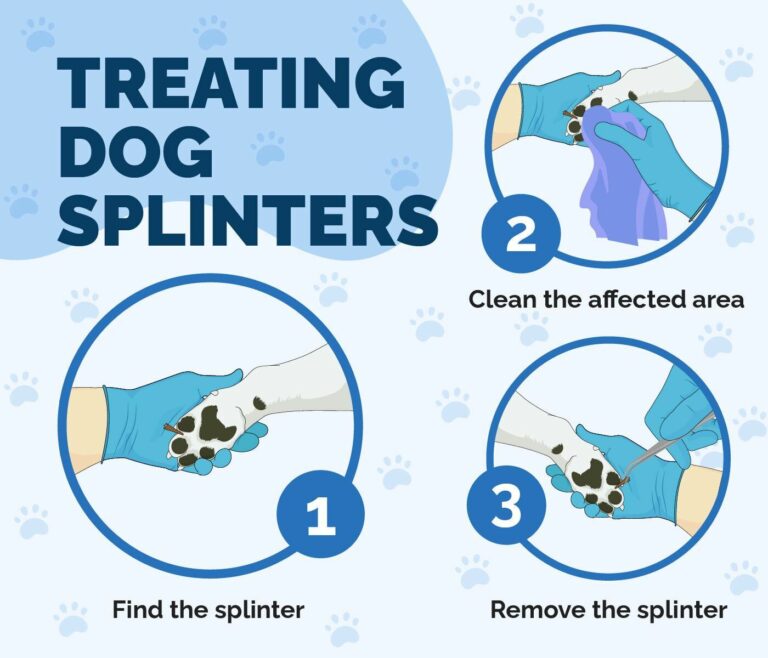 How to Remove a Splinter from a Dog Paw: 8 Expert Tips & Infographic ...