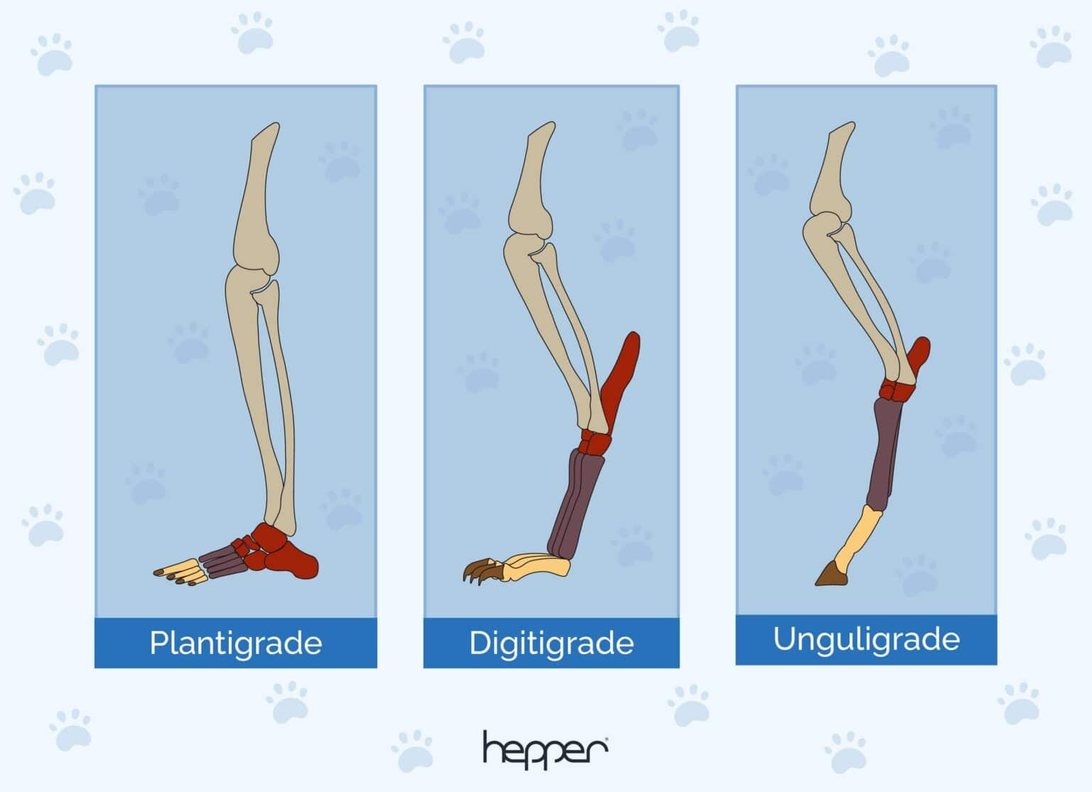 What Does Digitigrade Mean? Vet-Approved Explanation (With Infographic ...