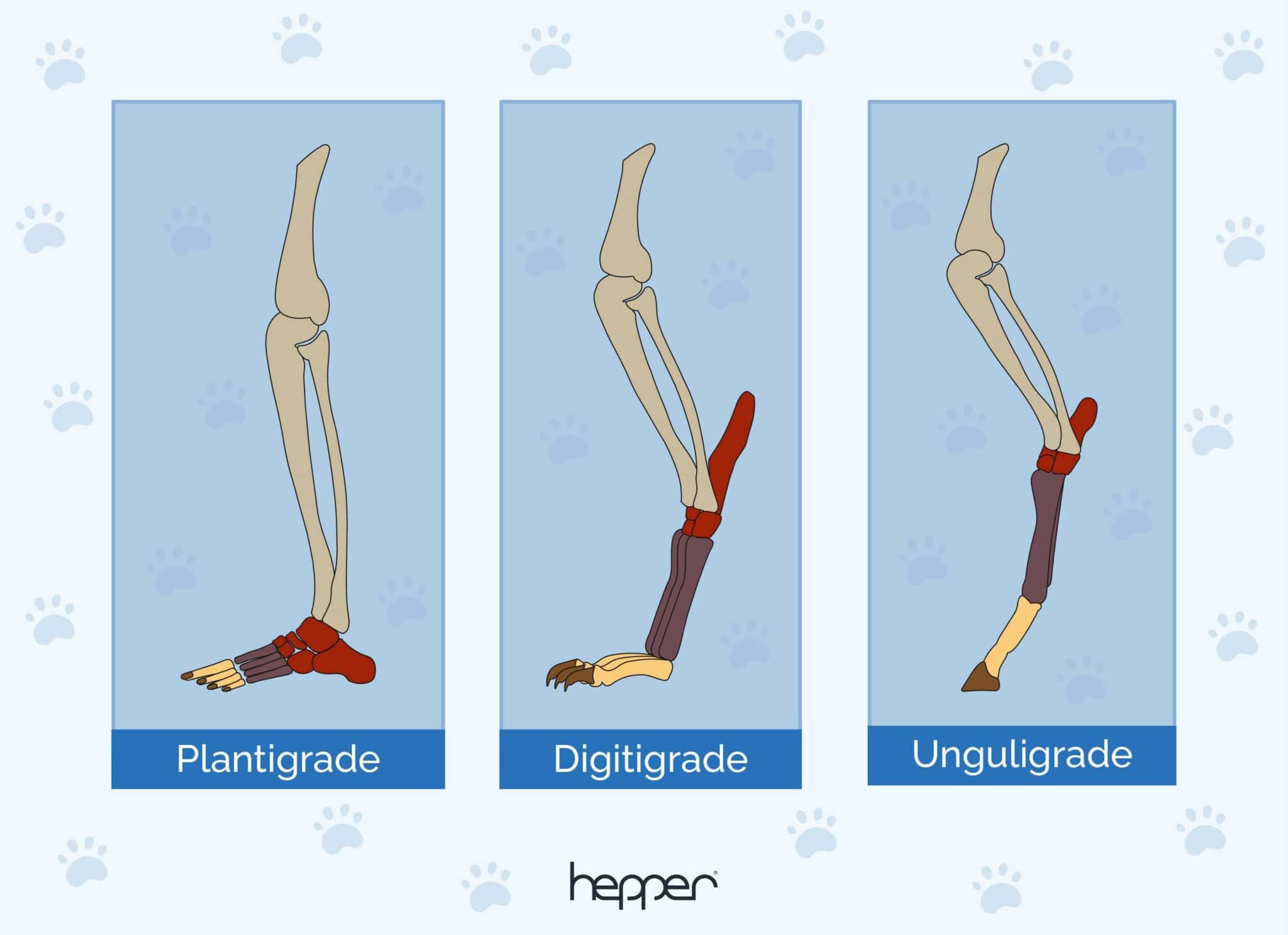 What Does Digitigrade Mean? Vet-Approved Explanation (With Infographic ...