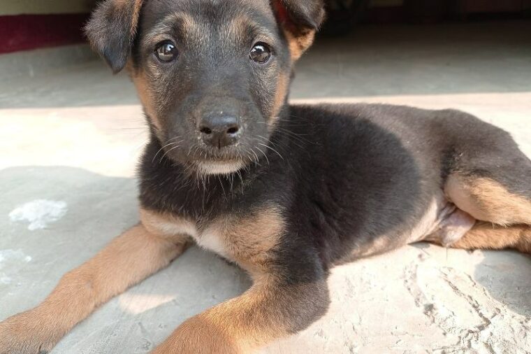 Indian Pariah Dog: Info, Pictures, Facts & Traits | Hepper Pet Resources