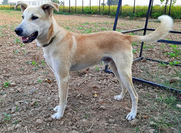 Indian Pariah Dog: Info, Pictures, Facts & Traits | Hepper Pet Resources