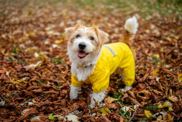 10 Jack Russell Terrier Pros & Cons: Get to Know Them Better | Hepper ...