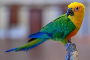 16 Types of Conure Parrots: Info, Pictures, Facts & History | Hepper ...