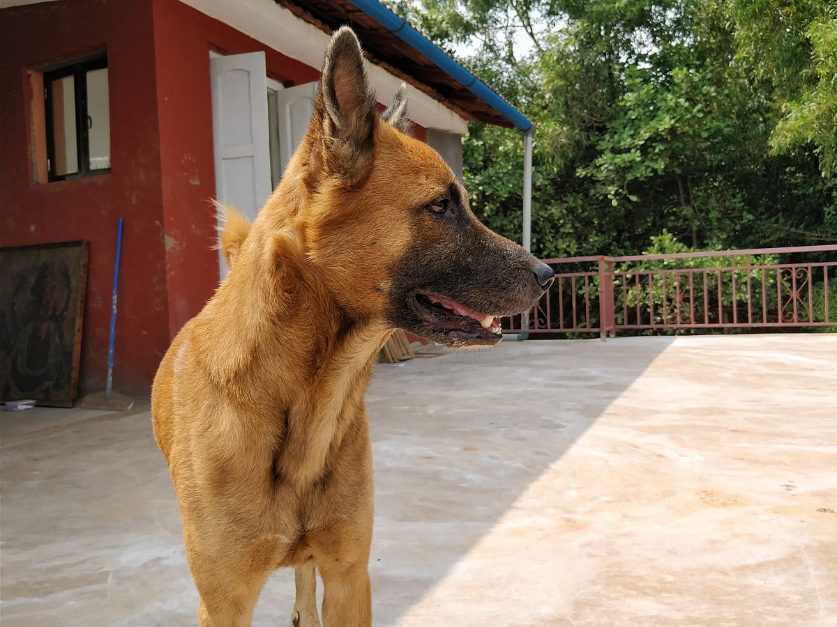 11 Indian Dog Breeds (With Info & Pictures) | Hepper Pet Resources