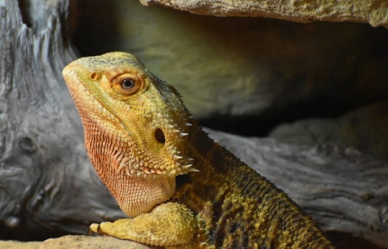 100+ Unique Names for Bearded Dragons To Make Your Pet Stand Out ...