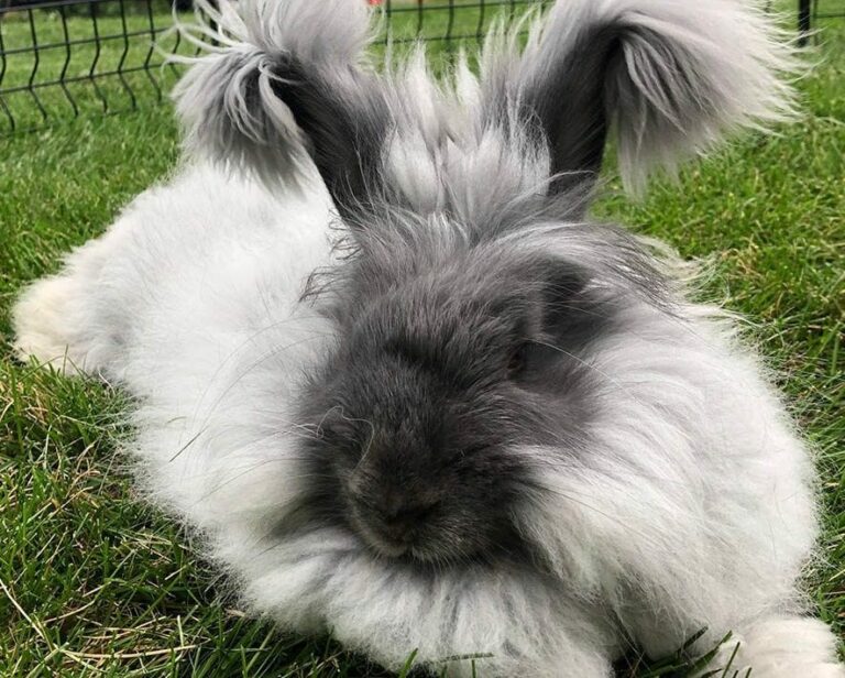 French Angora Rabbit: Pictures, Care Guide, Lifespan & Traits | Hepper ...