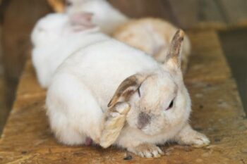 Why Do Rabbits Scratch? 6 Possible Reasons | Hepper Pet Resources