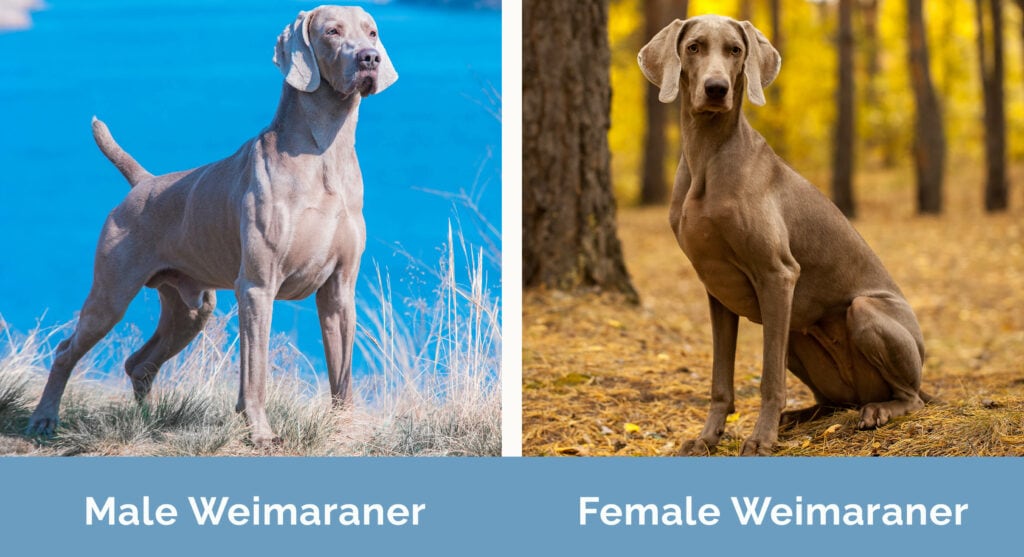 Male vs Female Weimaraner: Main Differences (With Pictures) | Hepper ...