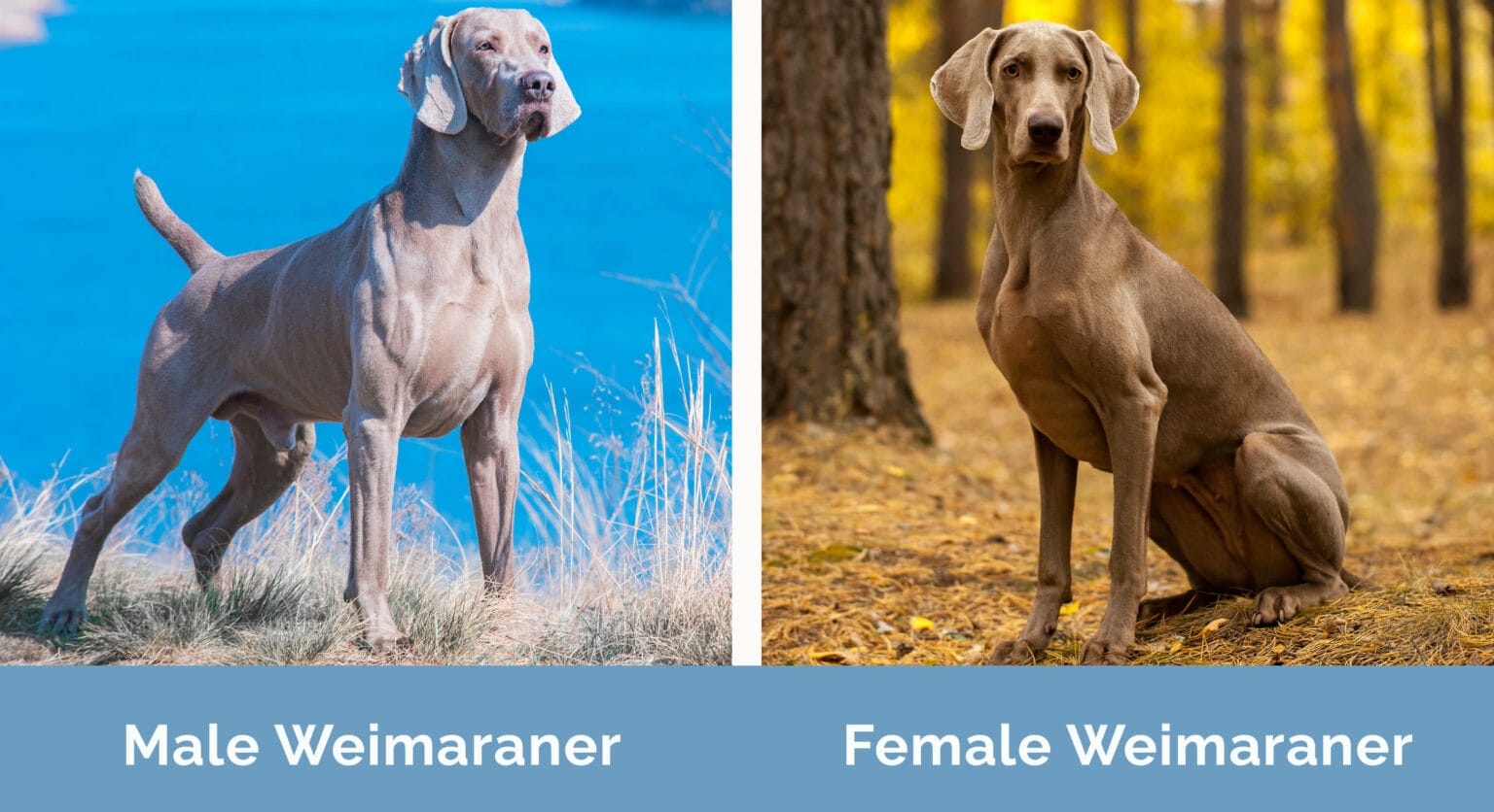 Male vs Female Weimaraner: Main Differences (With Pictures) | Hepper ...
