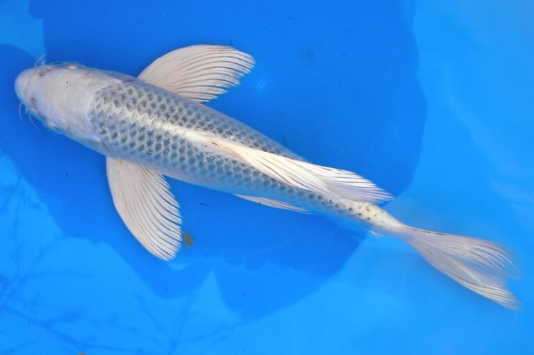 10 Most Expensive Koi Fish in the World (With Pictures) | Hepper Pet ...