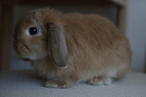 How Much Do Mini Lop Rabbits Cost? 2025 Price Update | Hepper Pet Resources