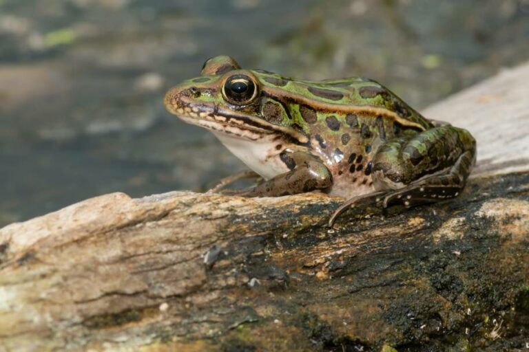 Do Frogs Have Hair? Amphibian Anatomy & Vet Approved Facts | Hepper Pet ...
