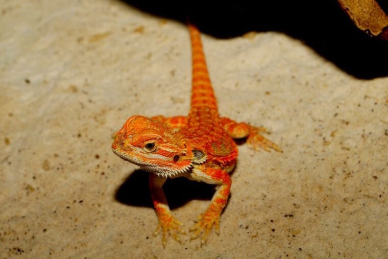 Orange Bearded Dragon: Facts, Care, Diet & Health (with Pictures ...