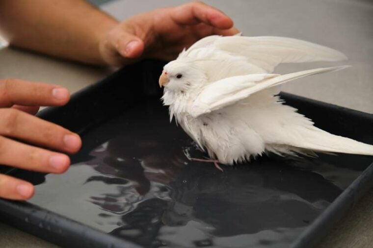 How to Bathe a Cockatiel: 5 Easy to Follow Tips | Hepper Pet Resources