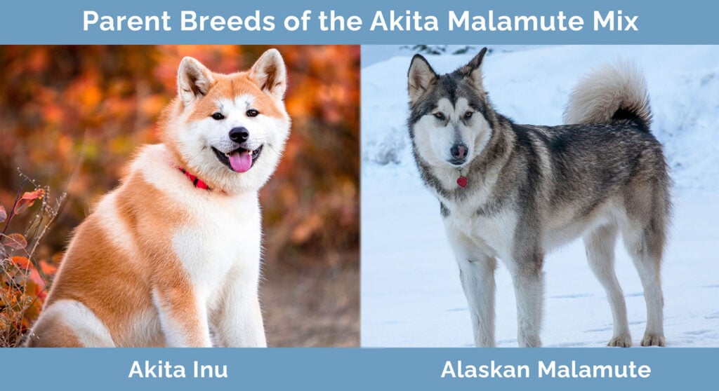 Akita Malamute Mix: Pictures, Care, Temperament & Traits | Hepper Pet ...
