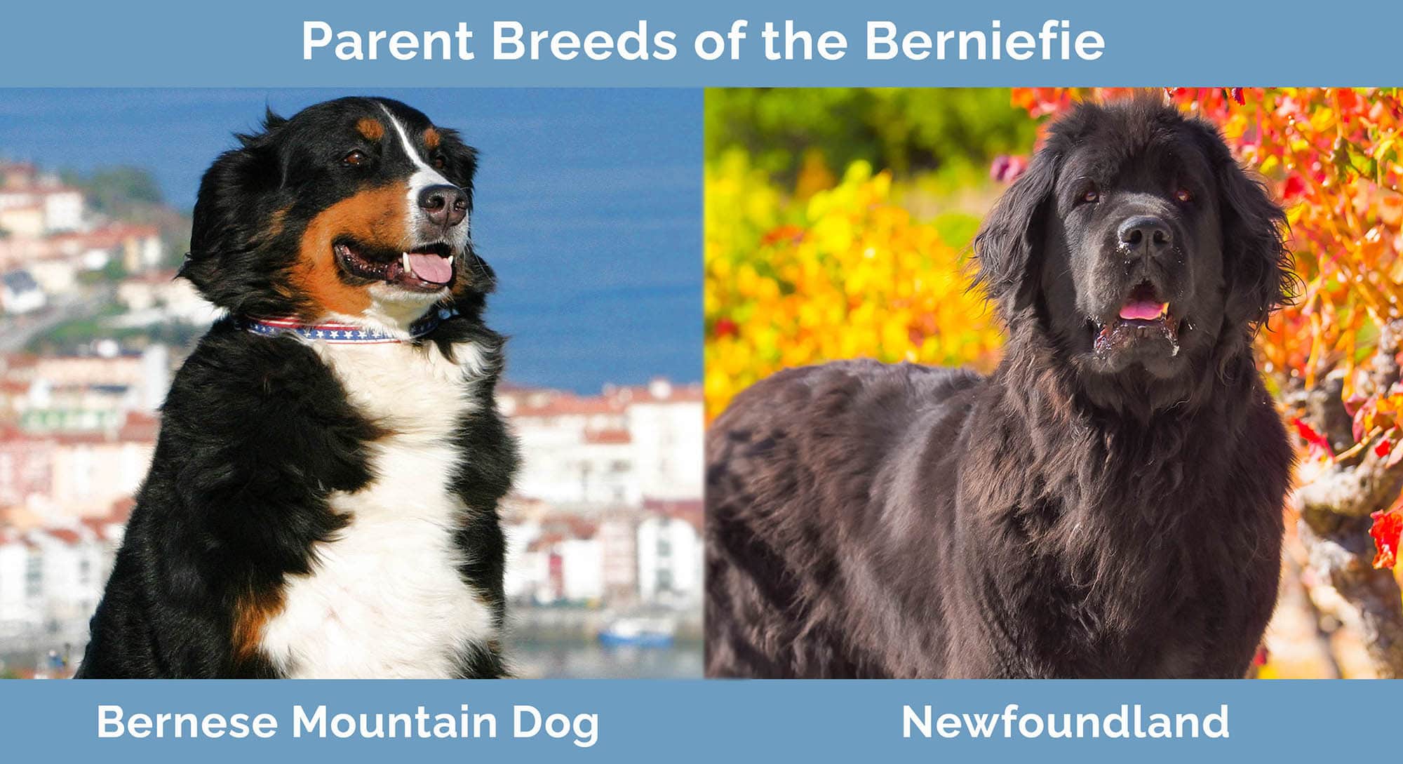 Berniefie (Bernese Mountain Newfoundland Mix): Info, Pictures & Care ...