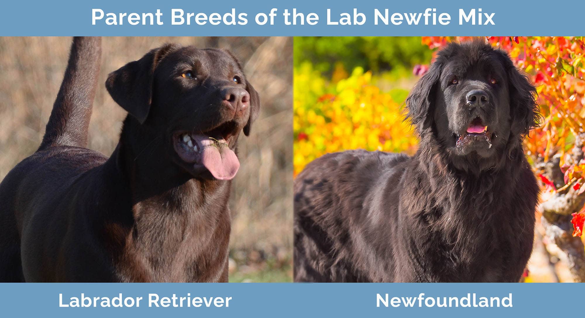 Lab Newfie Mix: Info, Pictures, Care Guide & More | Hepper Pet Resources