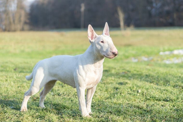 Miniature vs Standard Bull Terrier: Key Differences (With Pictures ...