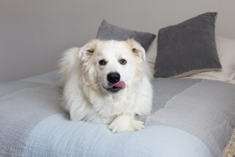 What Language Do Dogs Think In? Word Recognition Explained | Hepper Pet ...