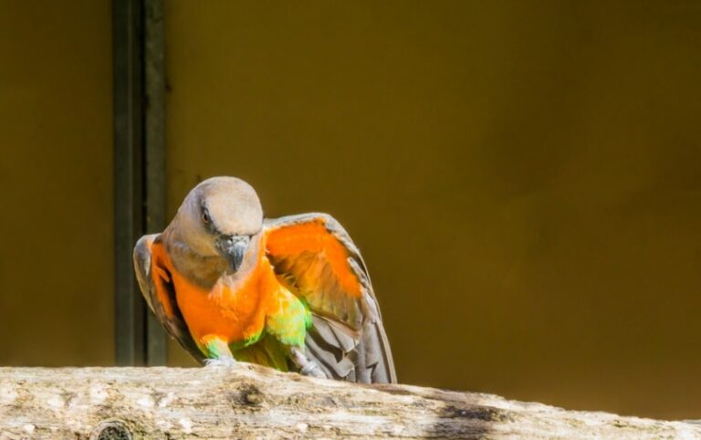 How to Tame a Parrot: 7 Effective Vet-Approved Steps | Hepper Pet Resources