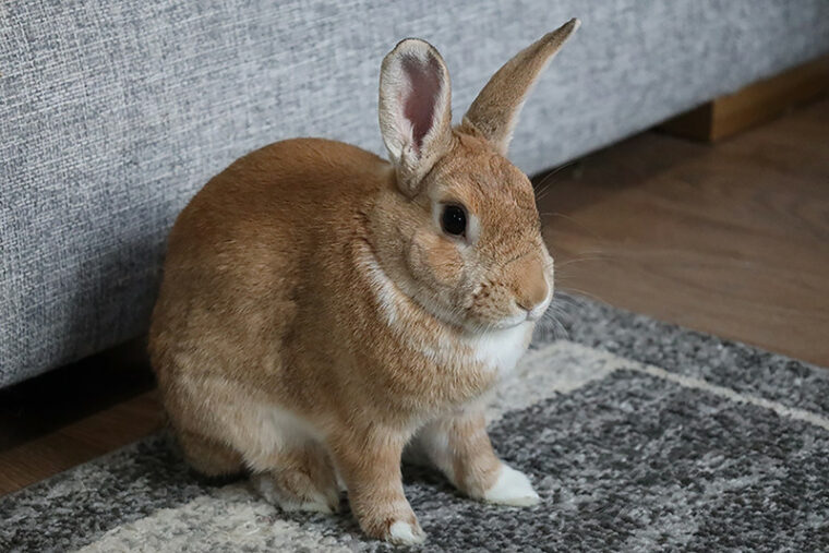 15 Brown Rabbit Breeds (With Info & Pictures) | Hepper Pet Resources