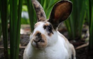 Rhinelander Rabbit: Info, Care, Pictures & More | Hepper Pet Resources