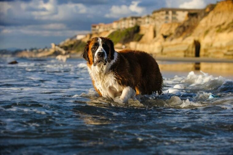 190 Nature Dog Names for Adventurous Outdoor Enthusiasts | Hepper Pet ...