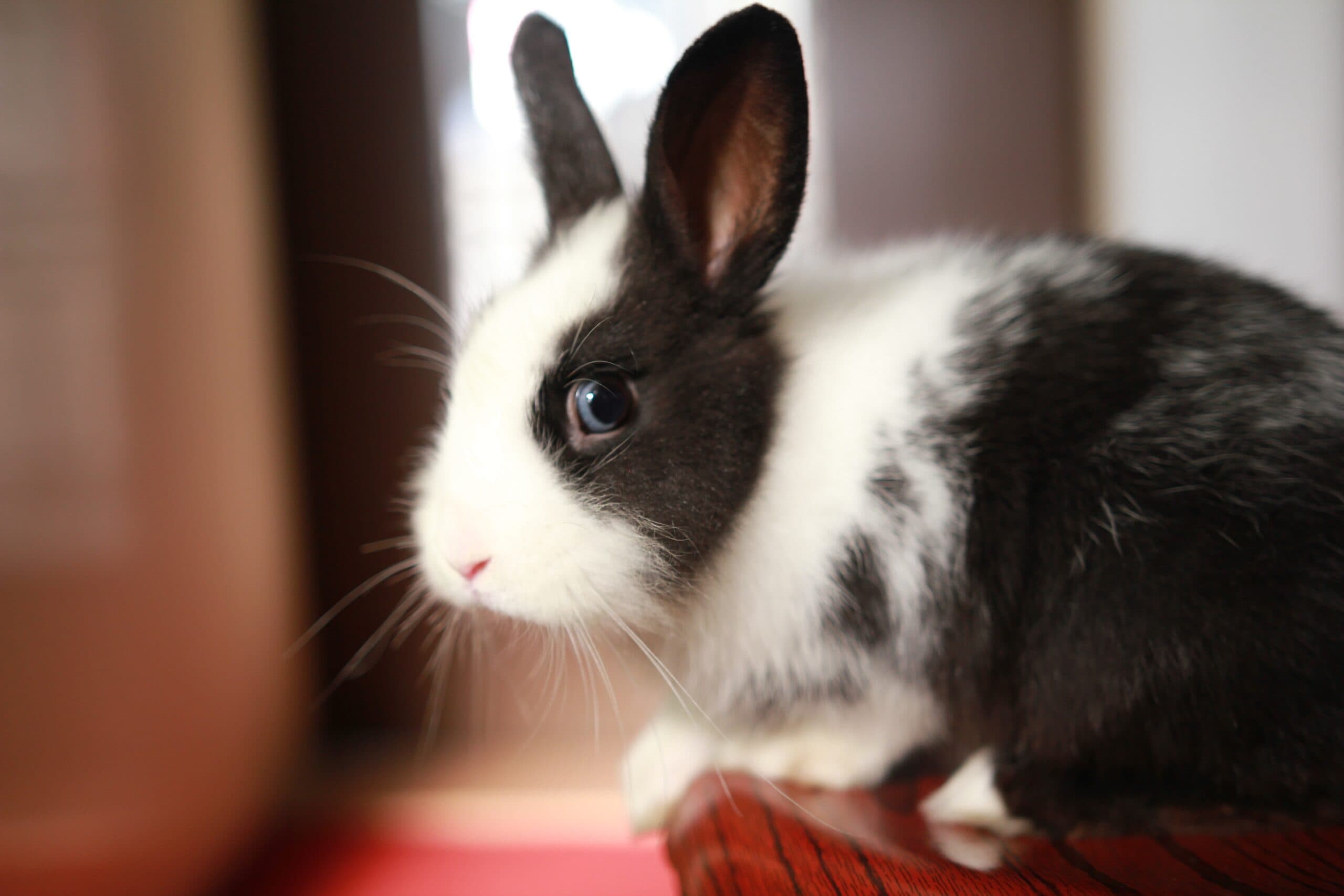 Sallander Rabbit: Facts, Care, Diet, Pictures & More | Hepper Pet Resources