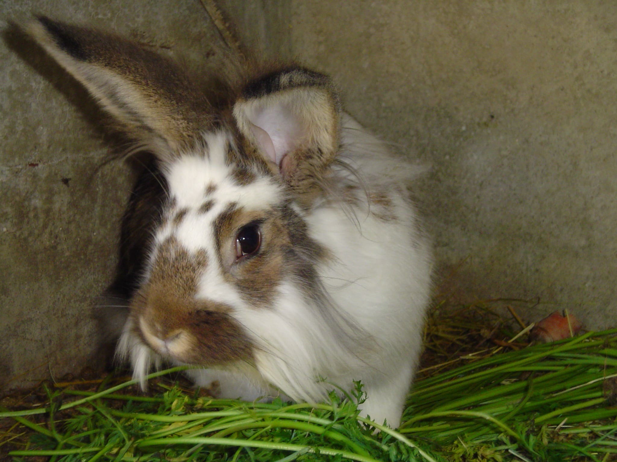 Sallander Rabbit: Facts, Care, Diet, Pictures & More | Hepper Pet Resources