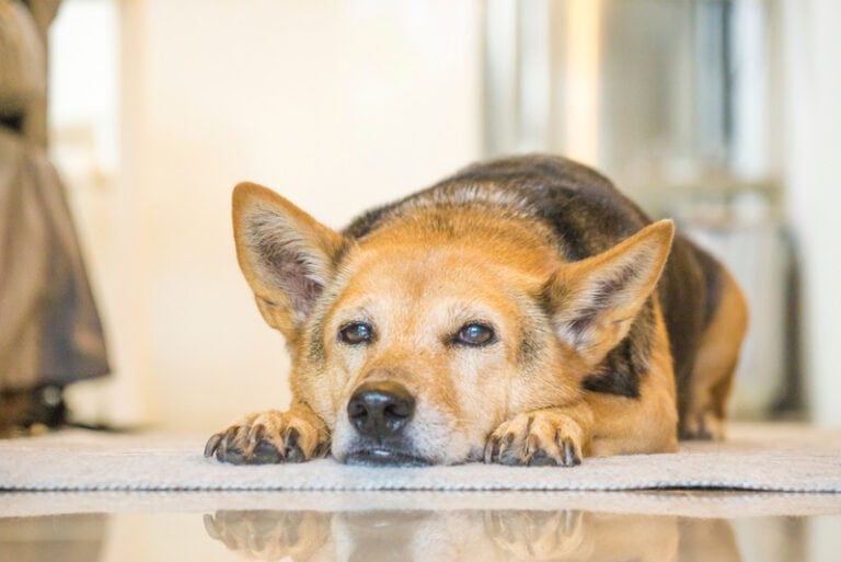 Why Is My Dog Falling Over? 15 Balance Loss Reasons (Vet Answer ...