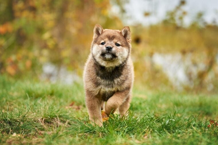 Sesame Shiba Inu: Info, Pictures, Characteristics & History | Hepper ...