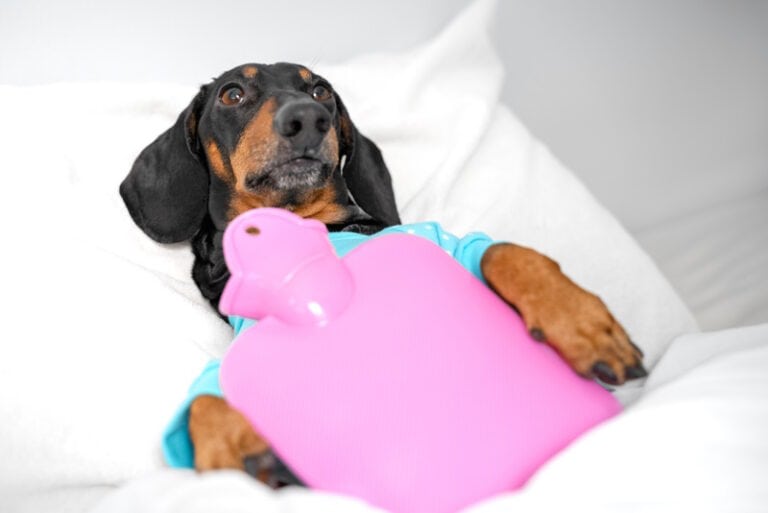 Heating Pad for Dogs with Arthritis - Vet Reviewed Benefits | Hepper ...